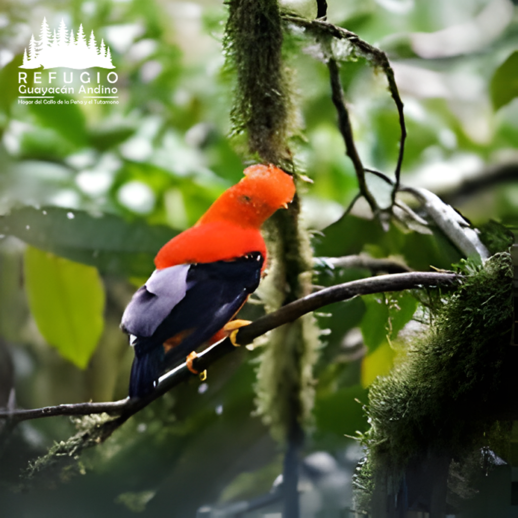 Valle de Intag Ecoturismo de Ecuador - Valle de Intag - Ecoturismo de ...